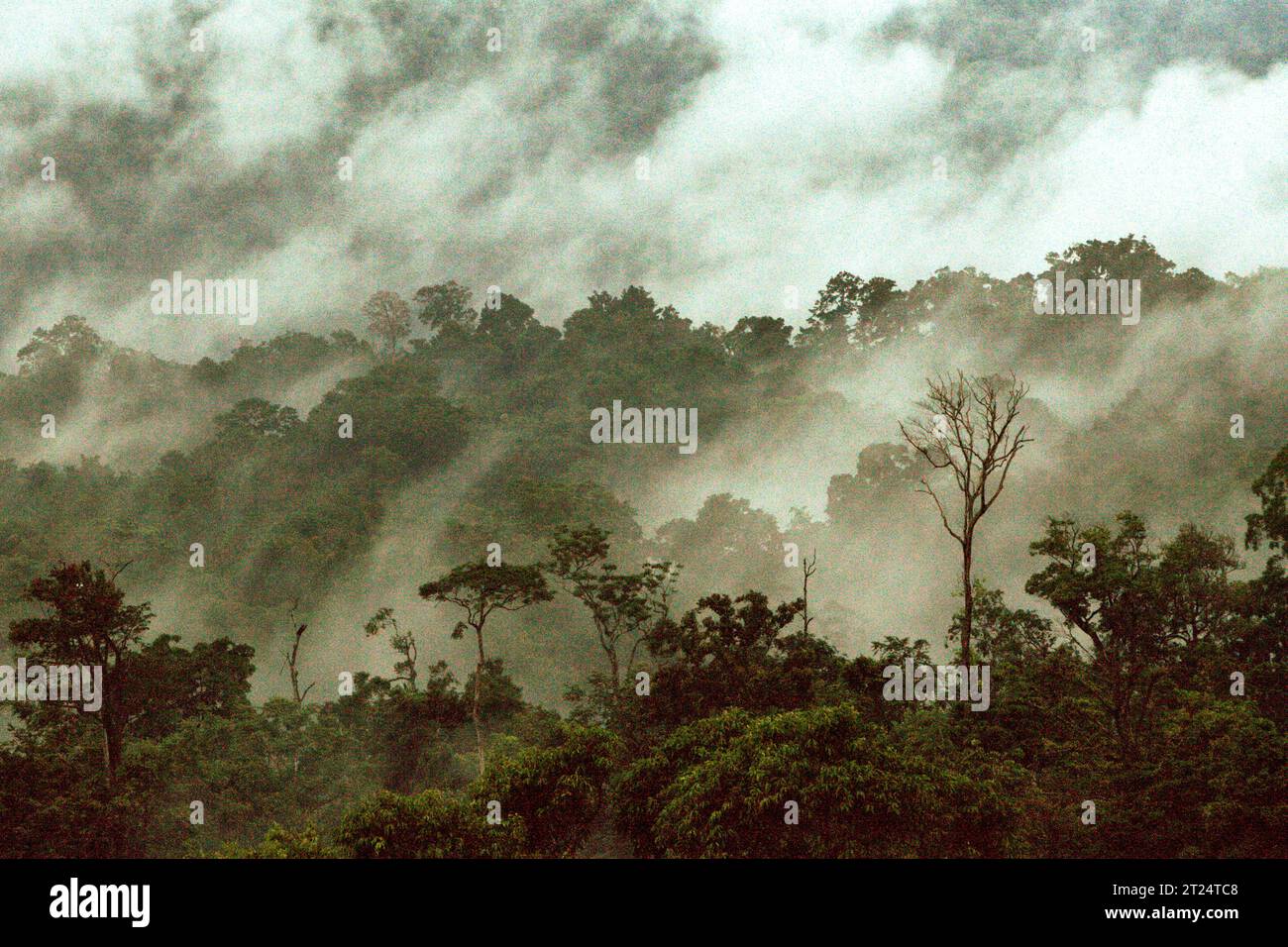 High rainforest temperature hi-res stock photography and images - Alamy