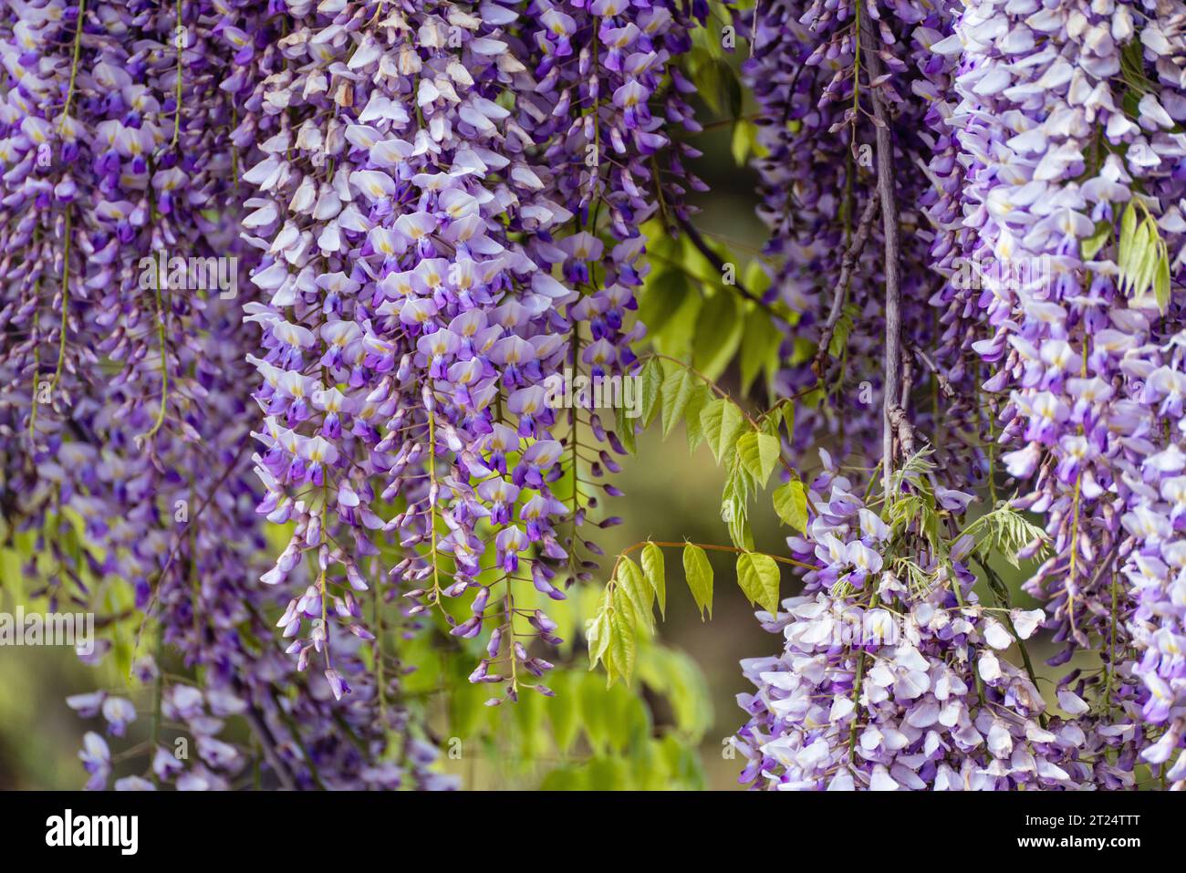 Blooming Wisteria Sinensis with classic purple flowers in full bloom in ...