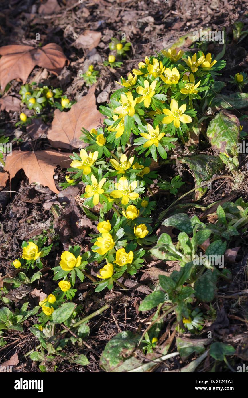 Winter aconite, Eranthis hyemalis, golden yellow flowers, with a ...