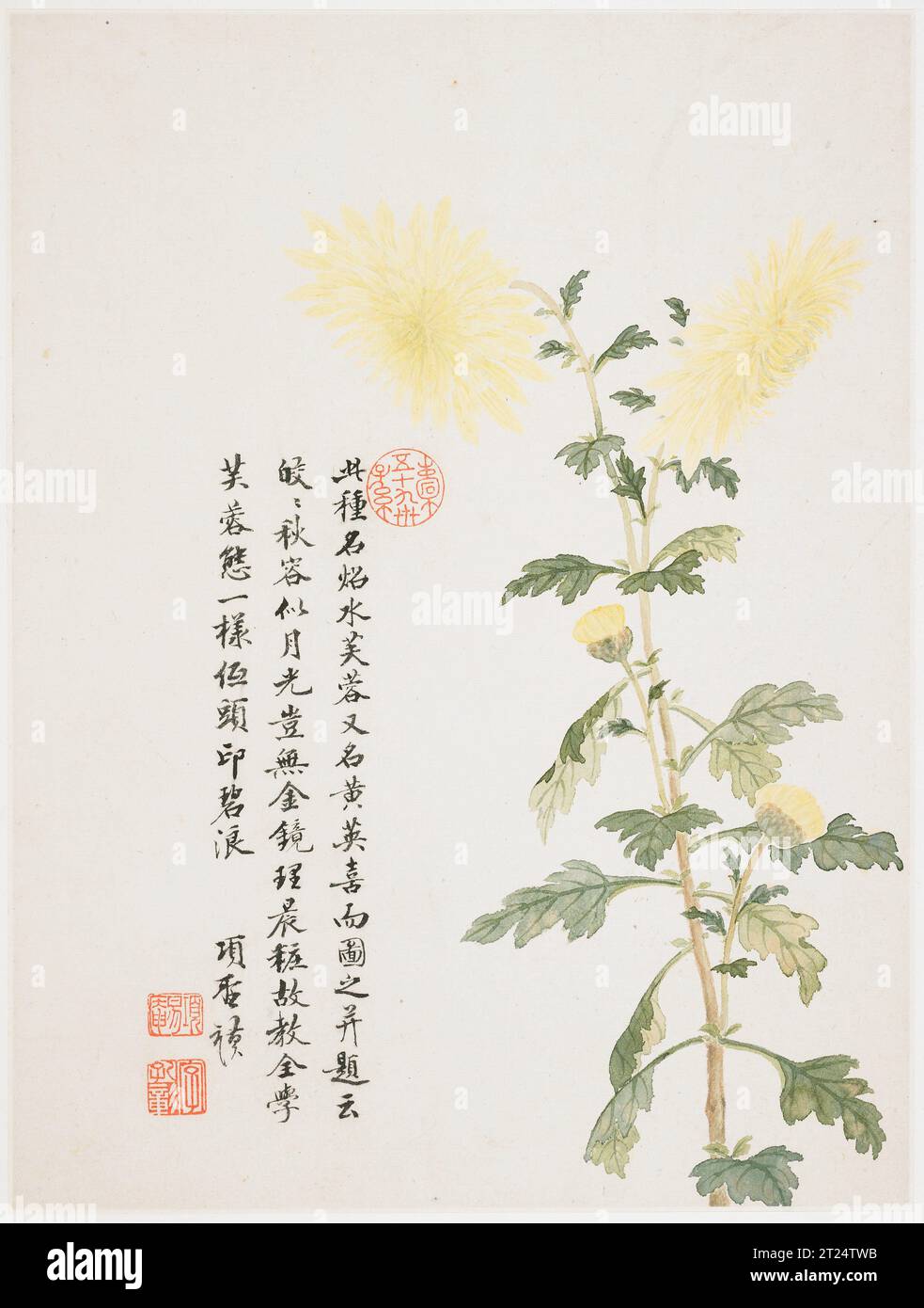 Slender stem hi-res stock photography and images - Alamy