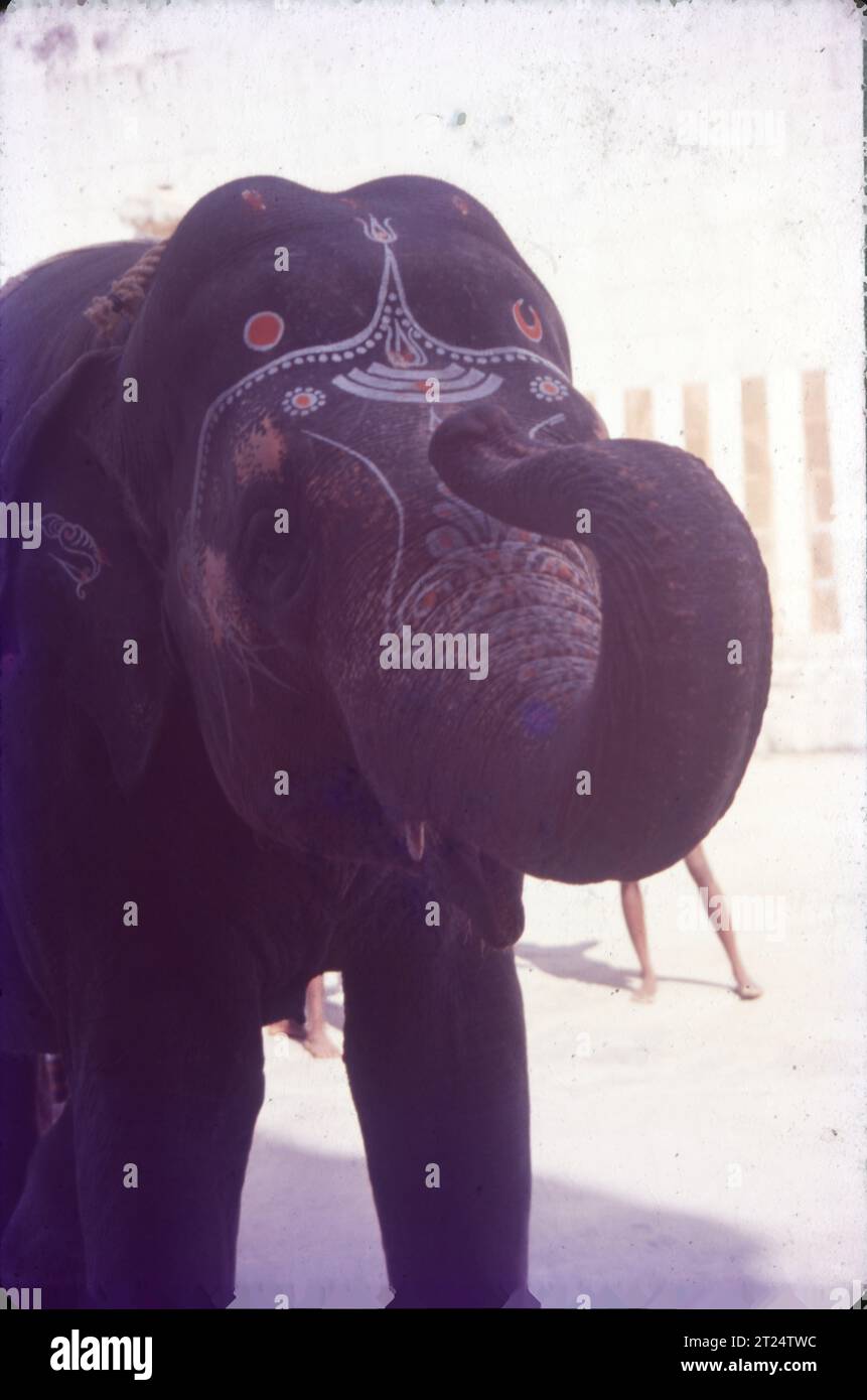Pet Elephant at Kanchi Kamakshi Temple, Tamil Nadu, India Stock Photo ...