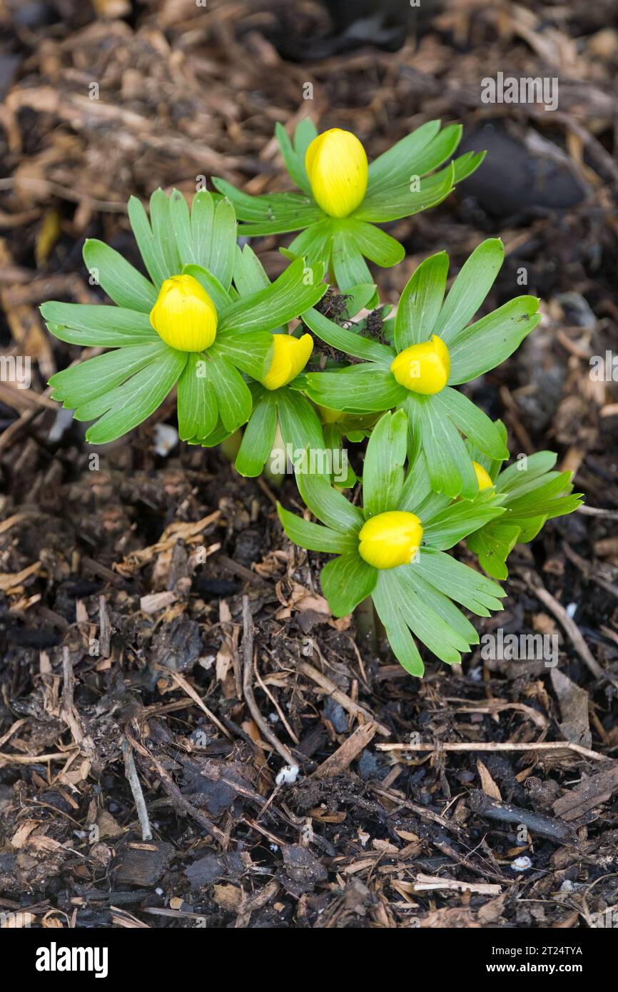 Winter aconite, Eranthis hyemalis, golden yellow flowers, with a ...