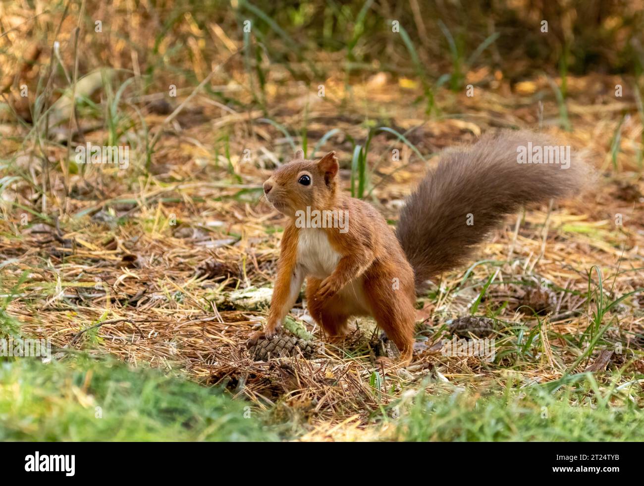 Cute little scottish red squirrel on the woodland floor Stock Photo - Alamy