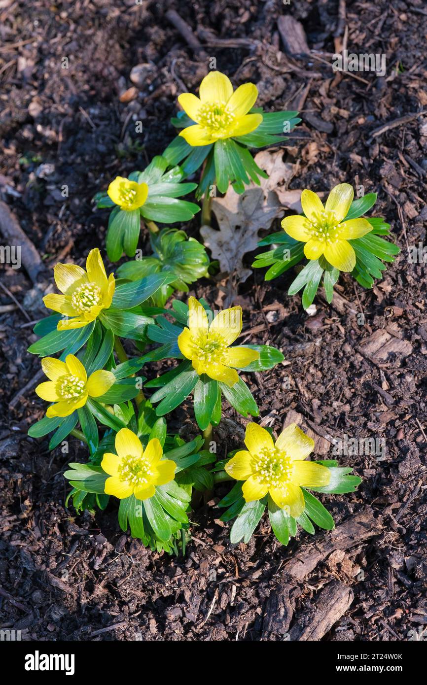 Winter aconite, Eranthis hyemalis, golden yellow flowers, with a ...