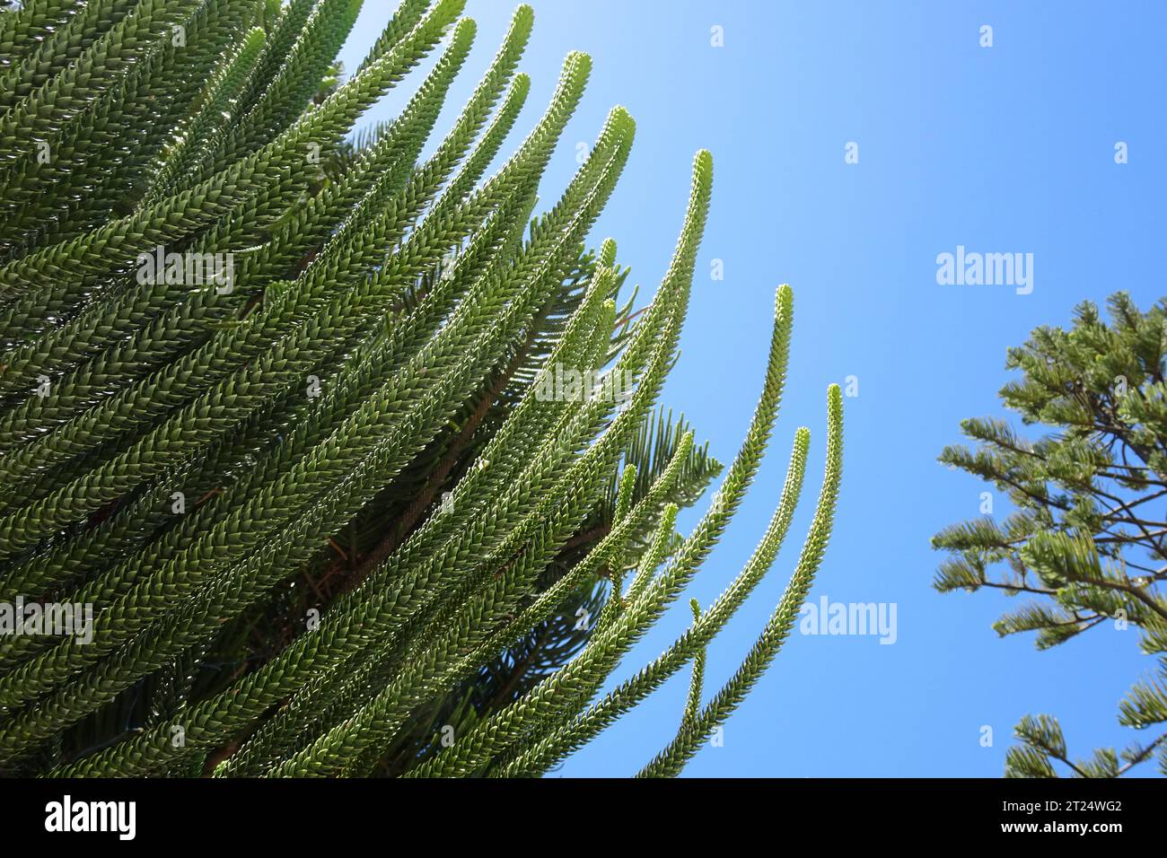 native Australian norfolk pine plant outdoor in sunny backyard Stock ...