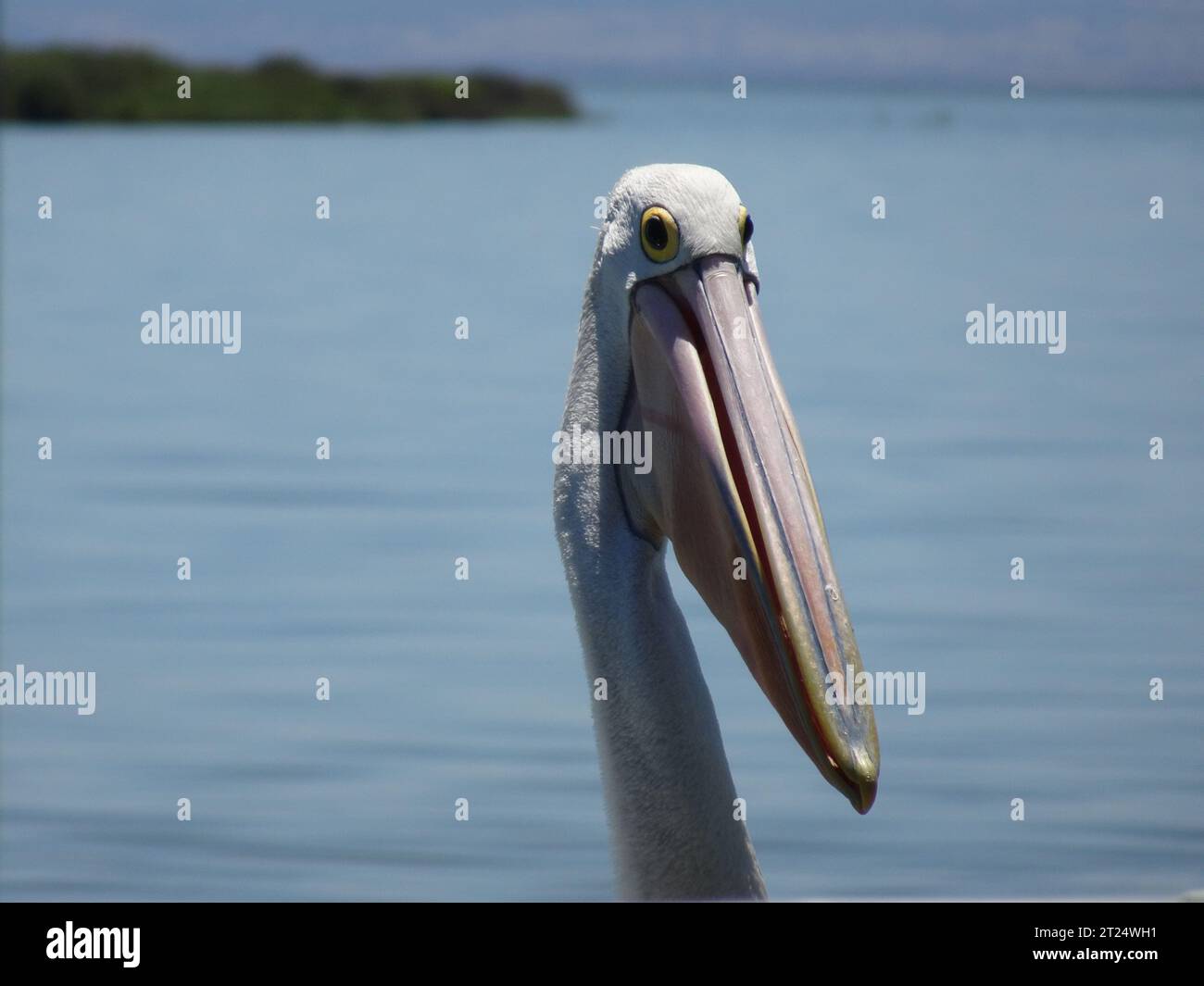 Pelican Bird, Pelicans are a genus of large water birds that make up ...