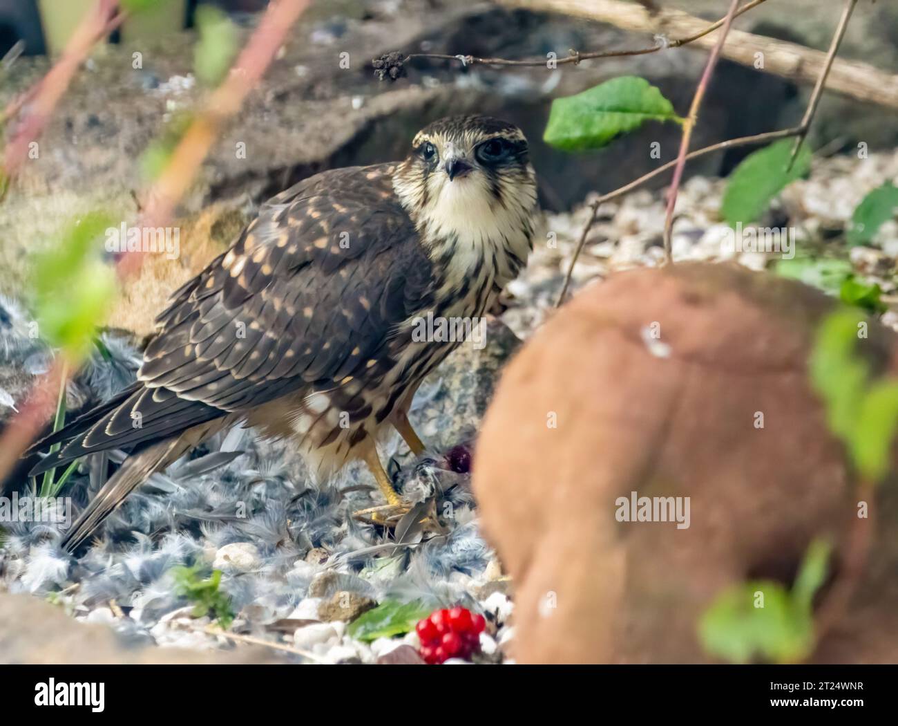 Merlin falcon small raptor bird Stock Photo - Alamy
