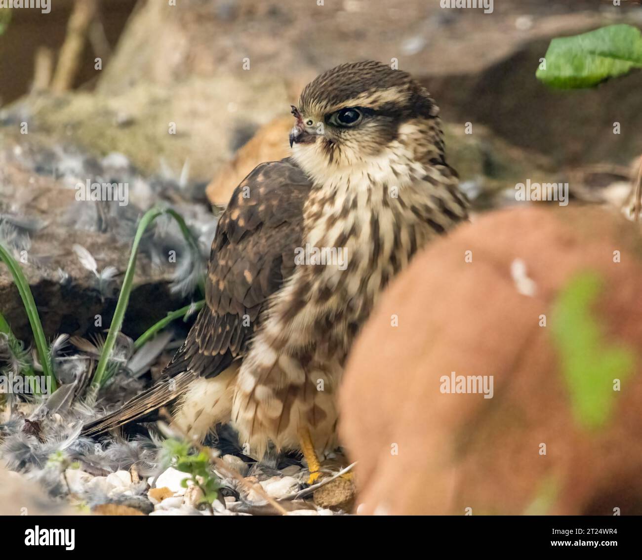 Small raptor hi-res stock photography and images - Alamy