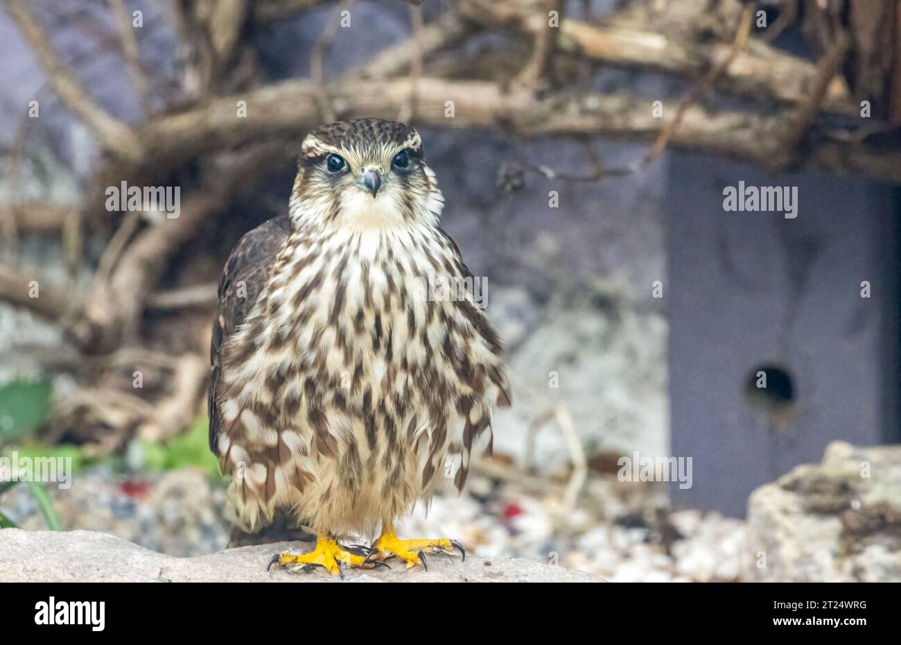 Merlin falcon small raptor bird Stock Photo - Alamy