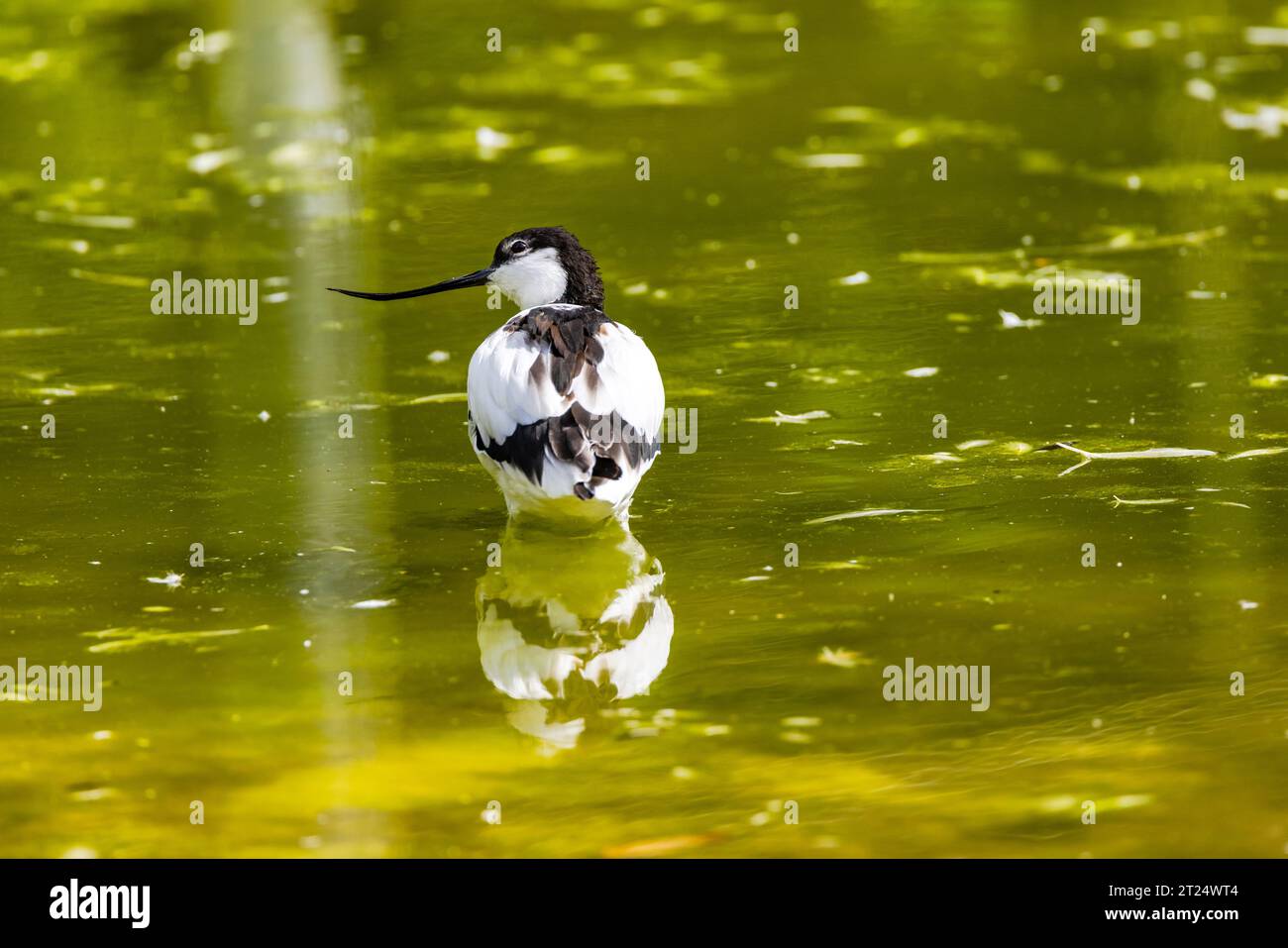 A Avocet bird from behind with distinctive upward curved beak Stock ...
