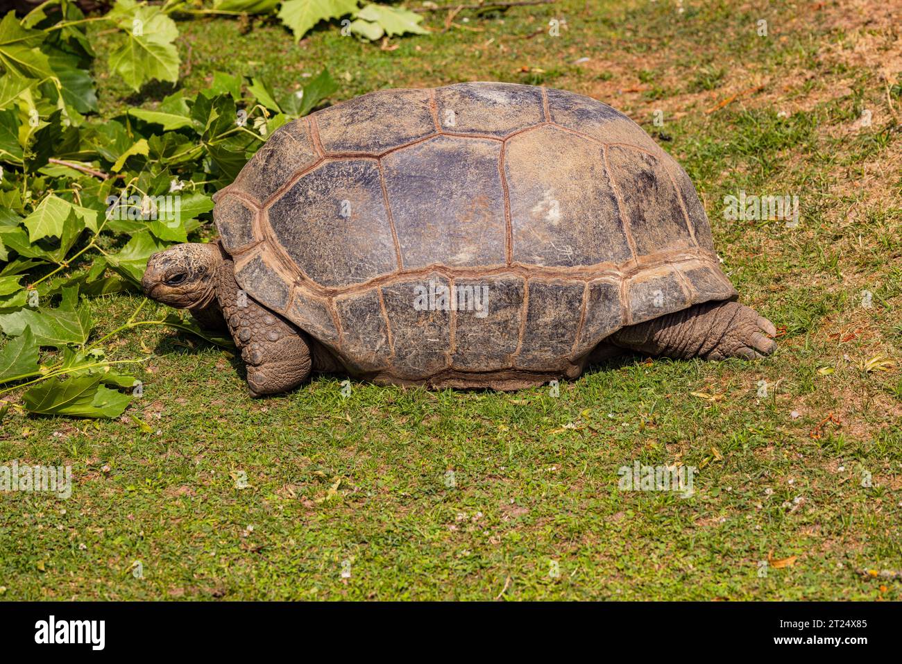 A Galapagos giant tortoise foraging in a zoo Stock Photo - Alamy