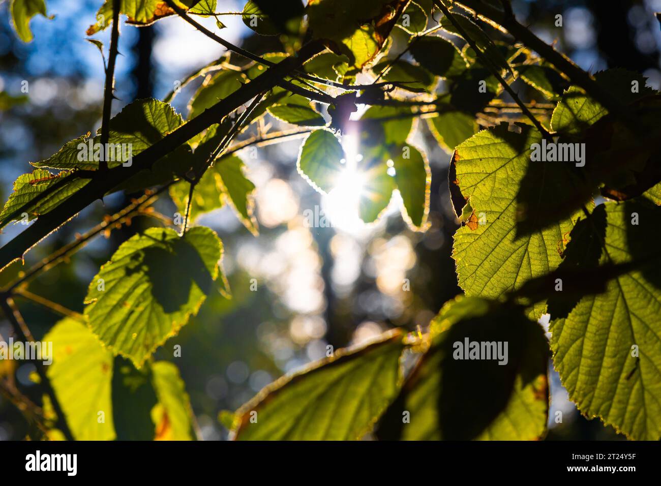Leaves and sunlight. Leaves on the tree backlit by sun. Carbon ...