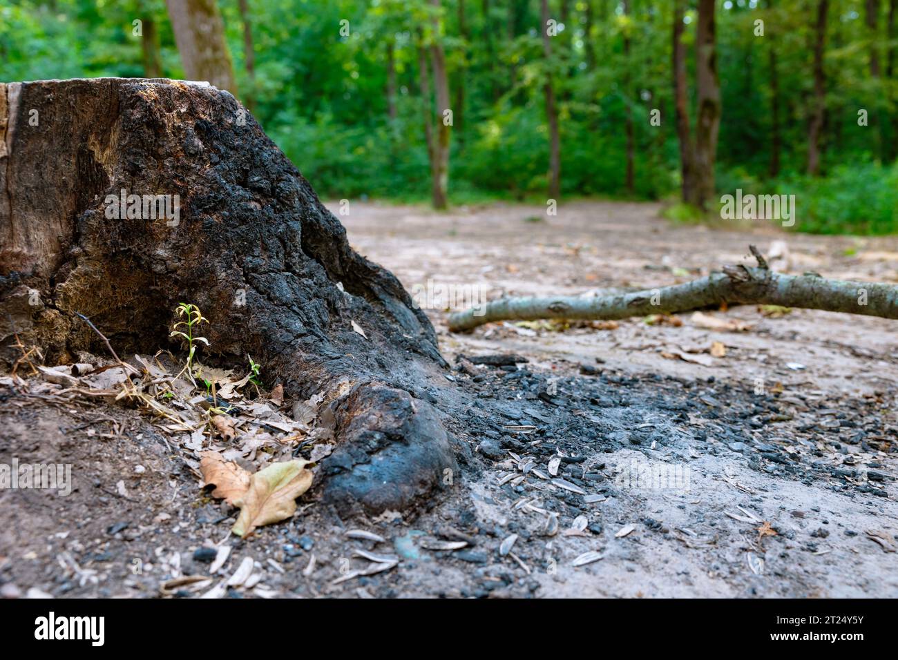 Burnt tree ashes hi-res stock photography and images - Alamy