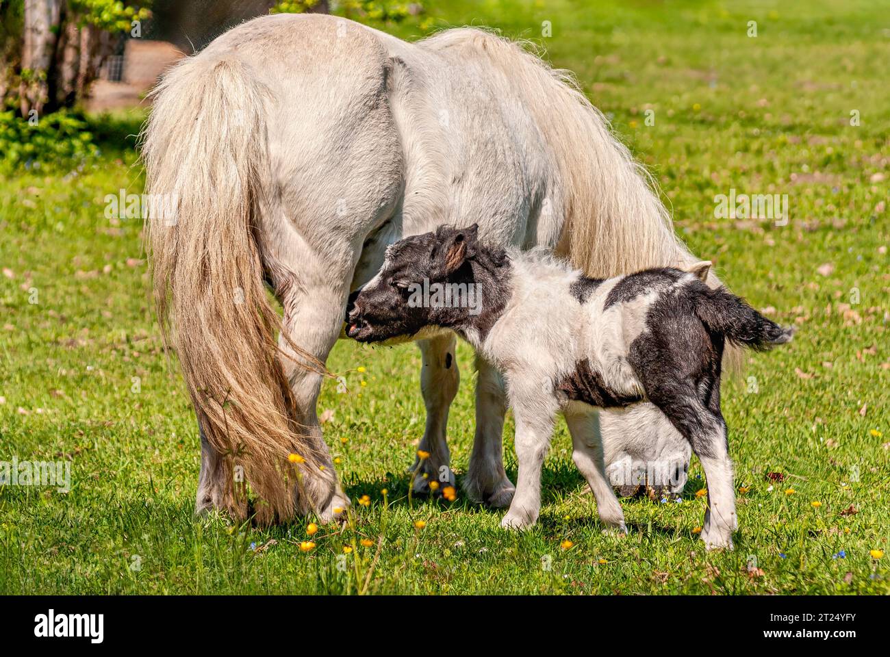 Miniature horse family pet hi-res stock photography and images - Alamy
