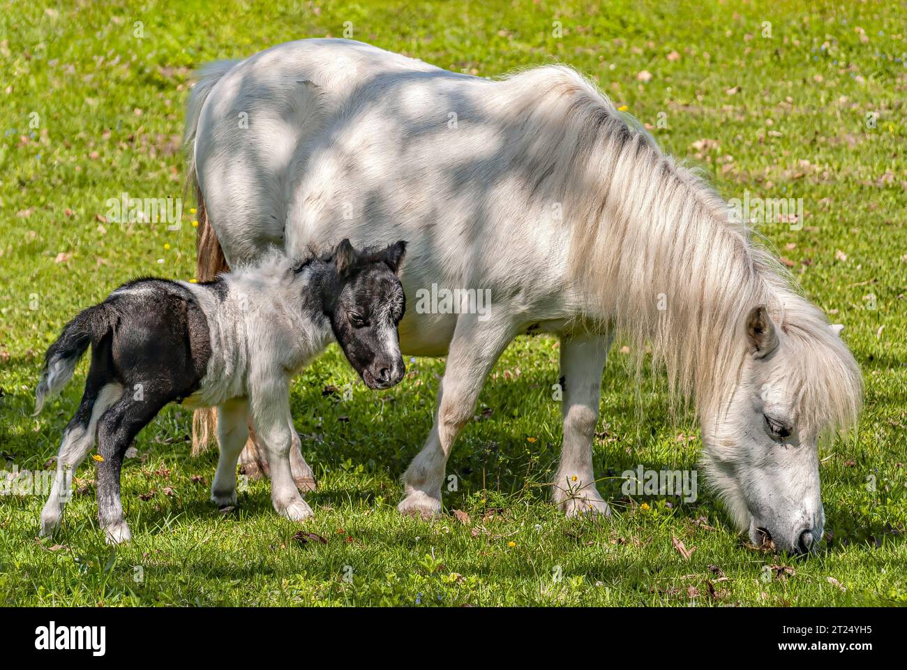 White Miniature horse foal standing on meadow Stock Photo - Alamy