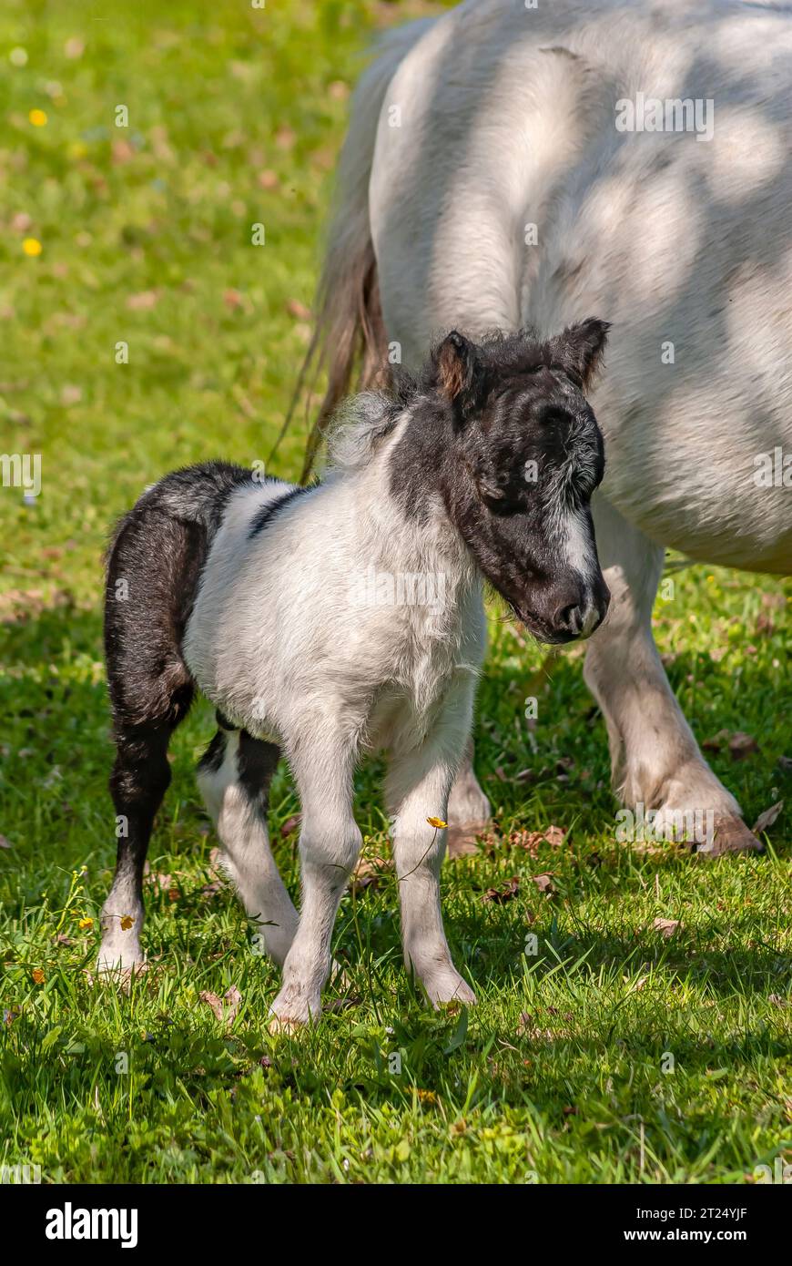 White Miniature horse foal standing on meadow Stock Photo - Alamy