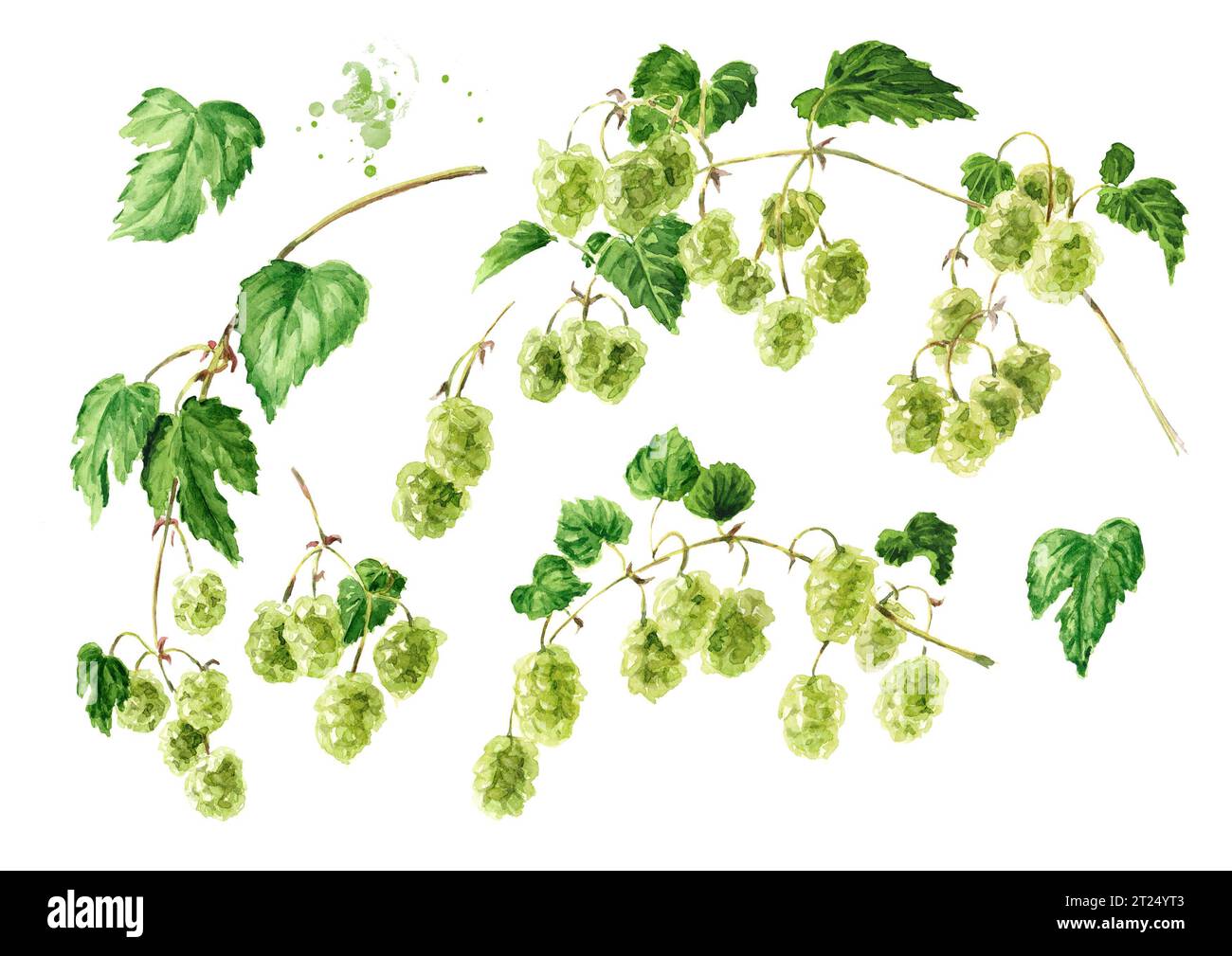 Fresh green hops (Humulus lupulus) branch set. Hand drawn watercolor ...