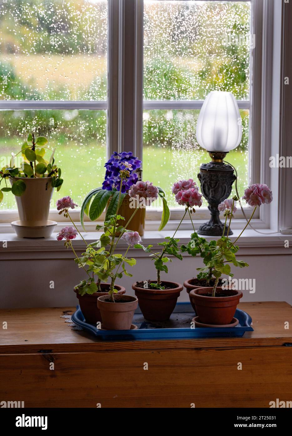 Lots of flower near window with rain drops Stock Photo - Alamy