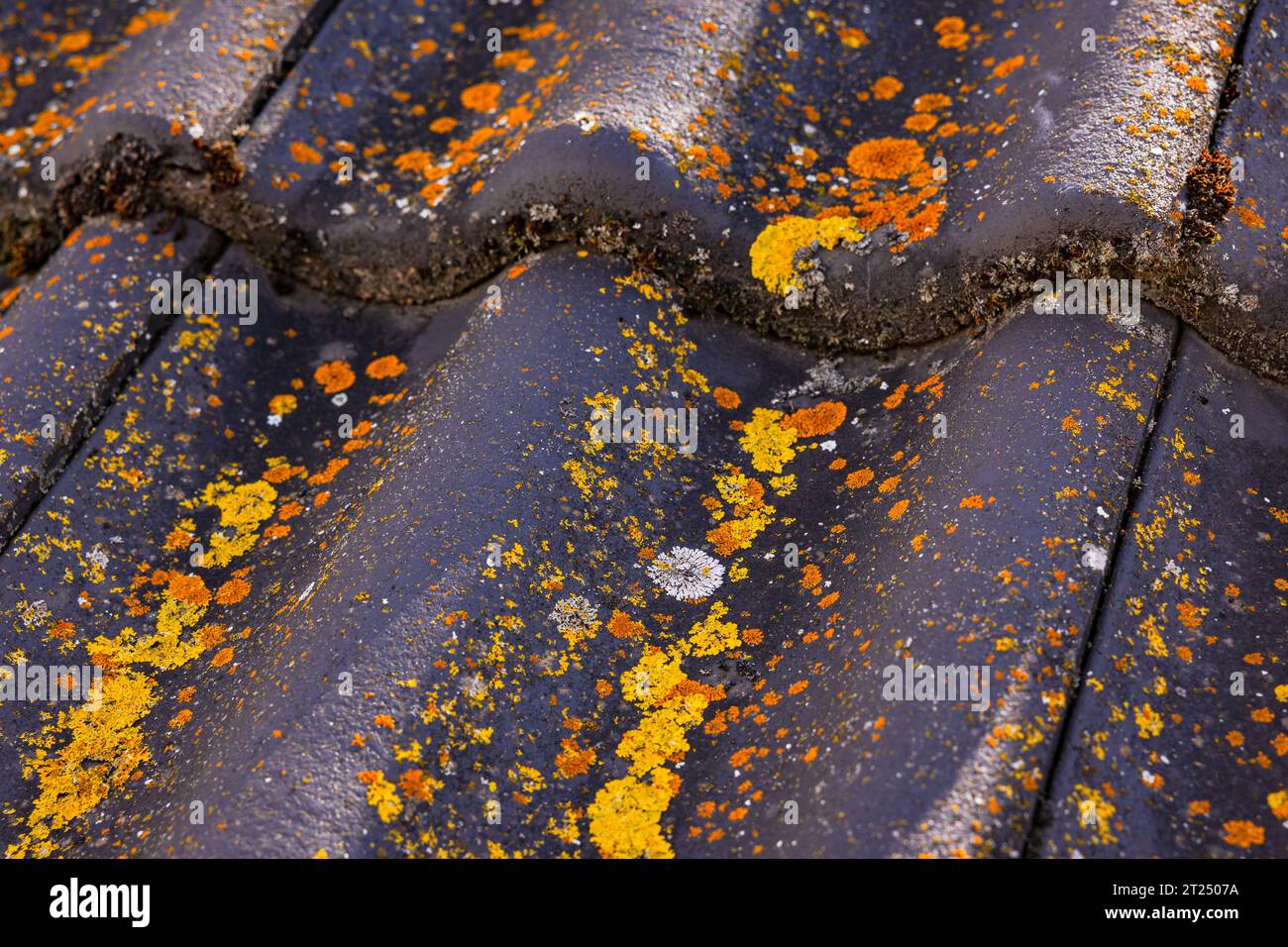 Algae stain hi-res stock photography and images - Alamy
