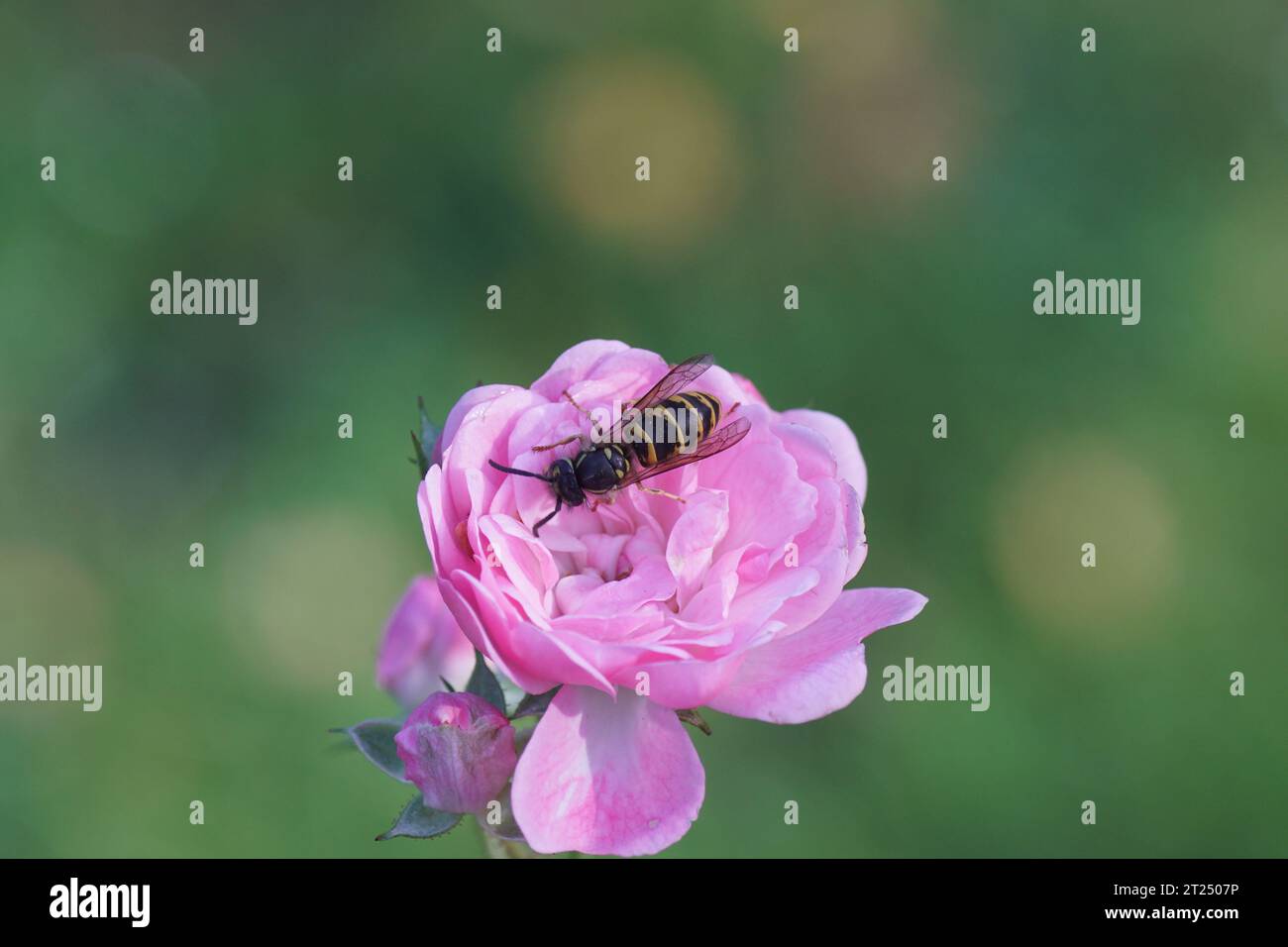 Dwarf rose hi-res stock photography and images - Alamy
