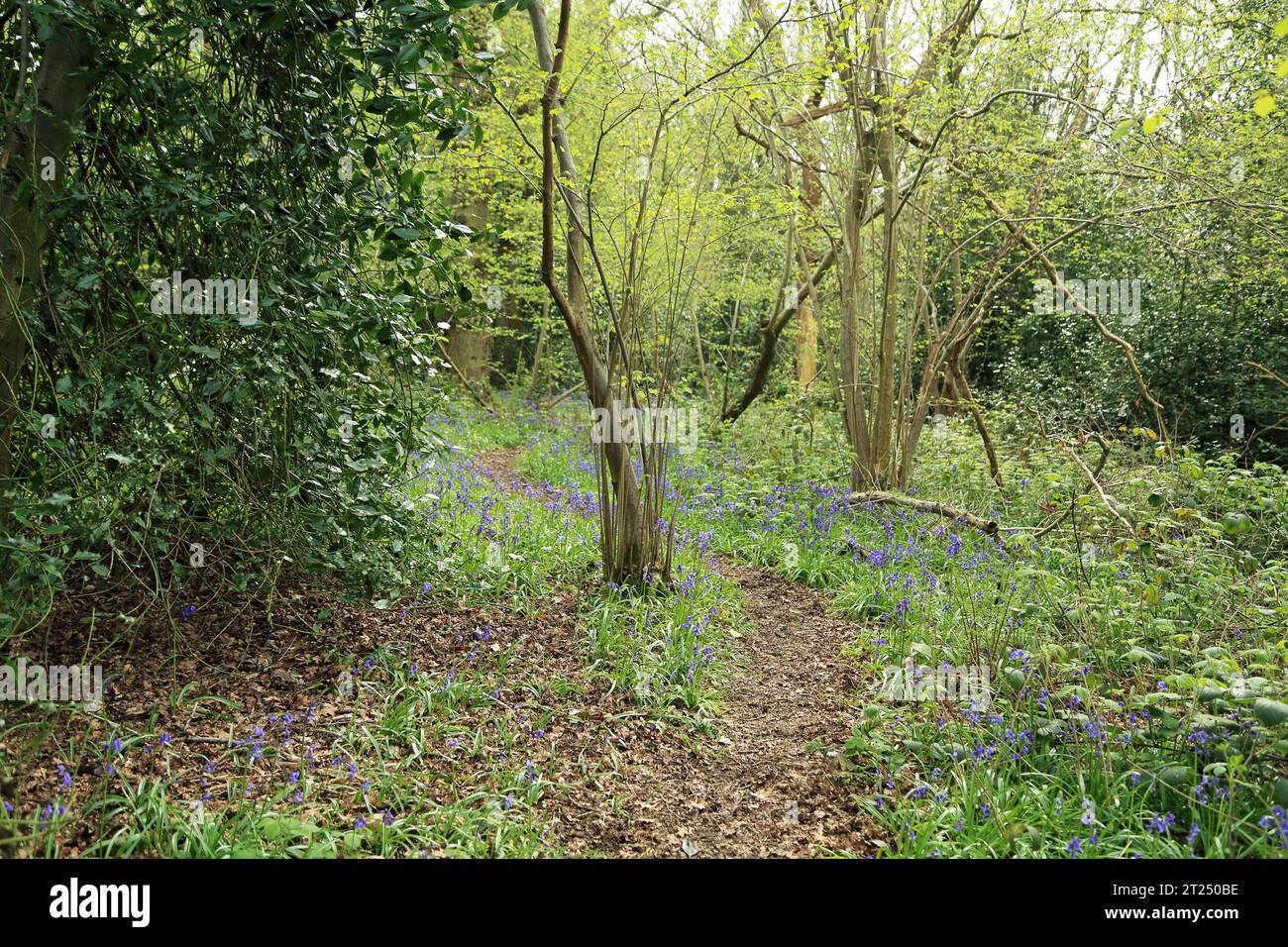 River minnis hi-res stock photography and images - Alamy