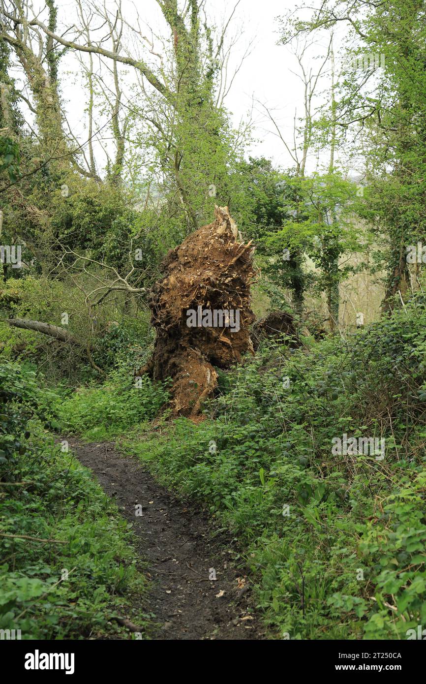 Gorsehill hi-res stock photography and images - Alamy