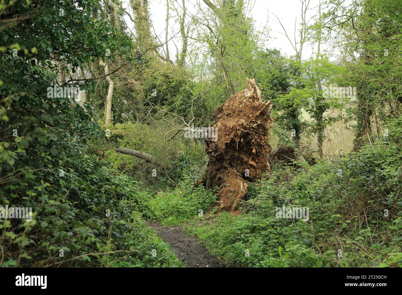 Gorsehill woods hi-res stock photography and images - Alamy
