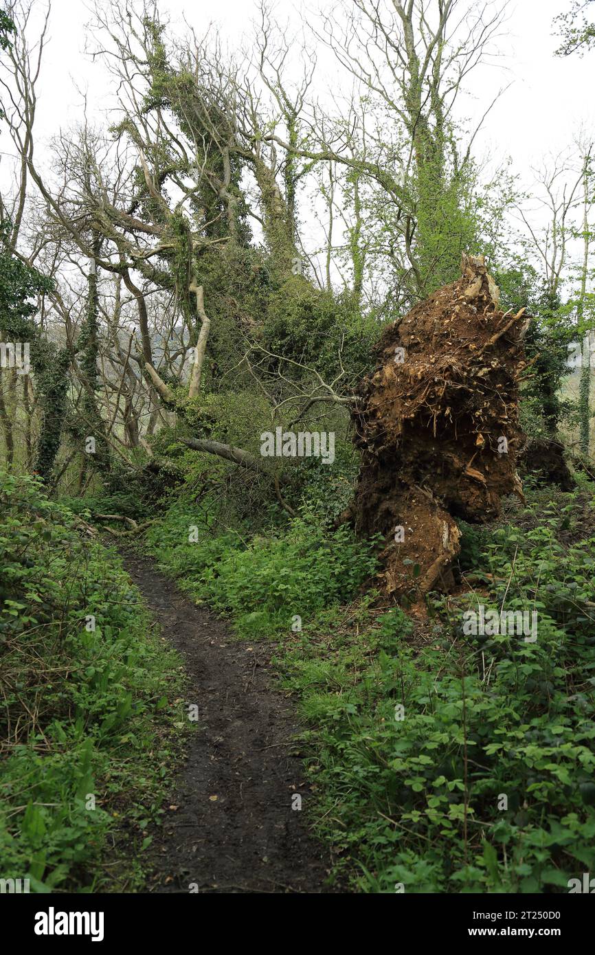 Gorsehill hi-res stock photography and images - Alamy