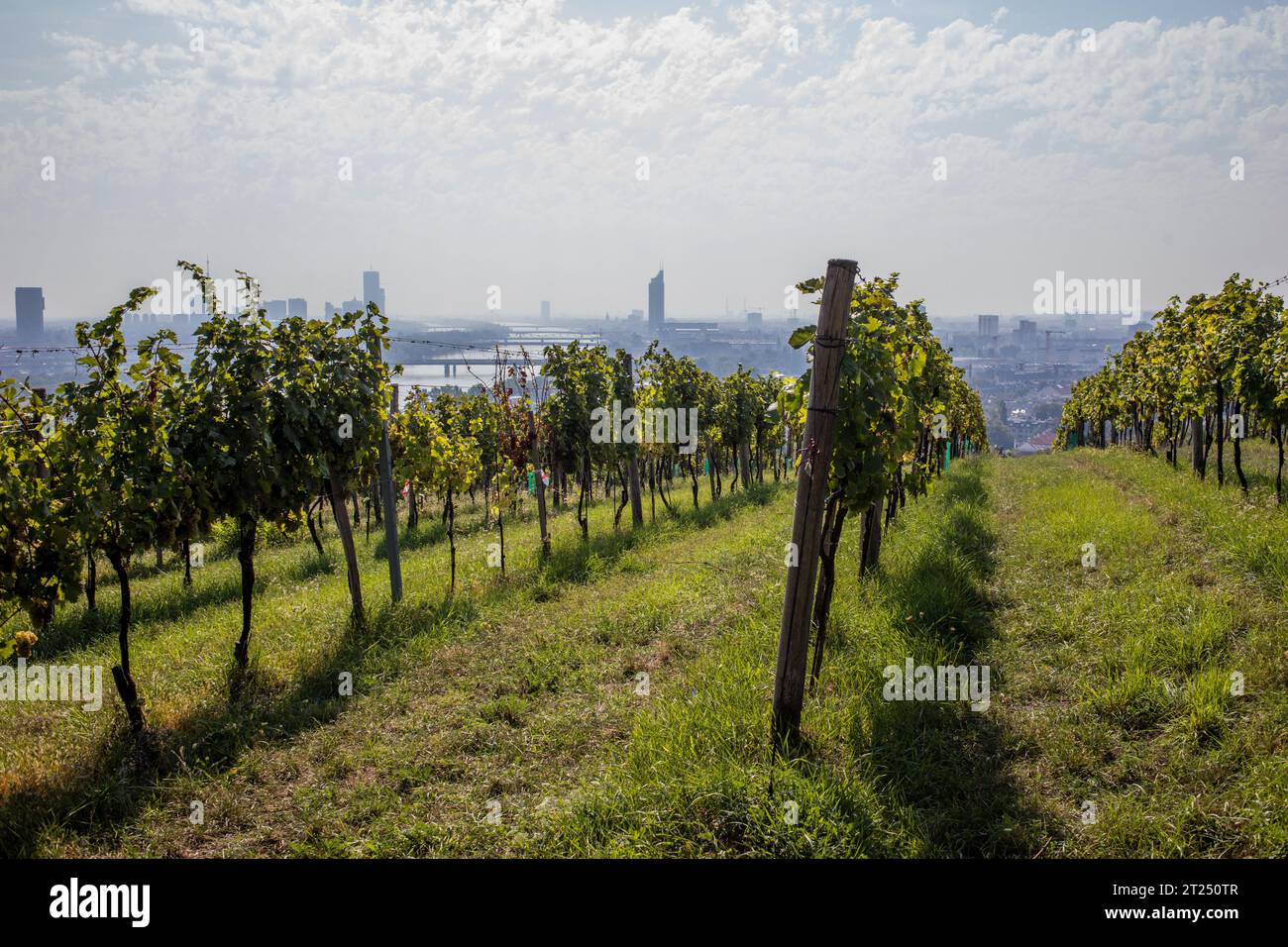 Hiking in the Vienna Woods wine region near the Austrian capital city ...