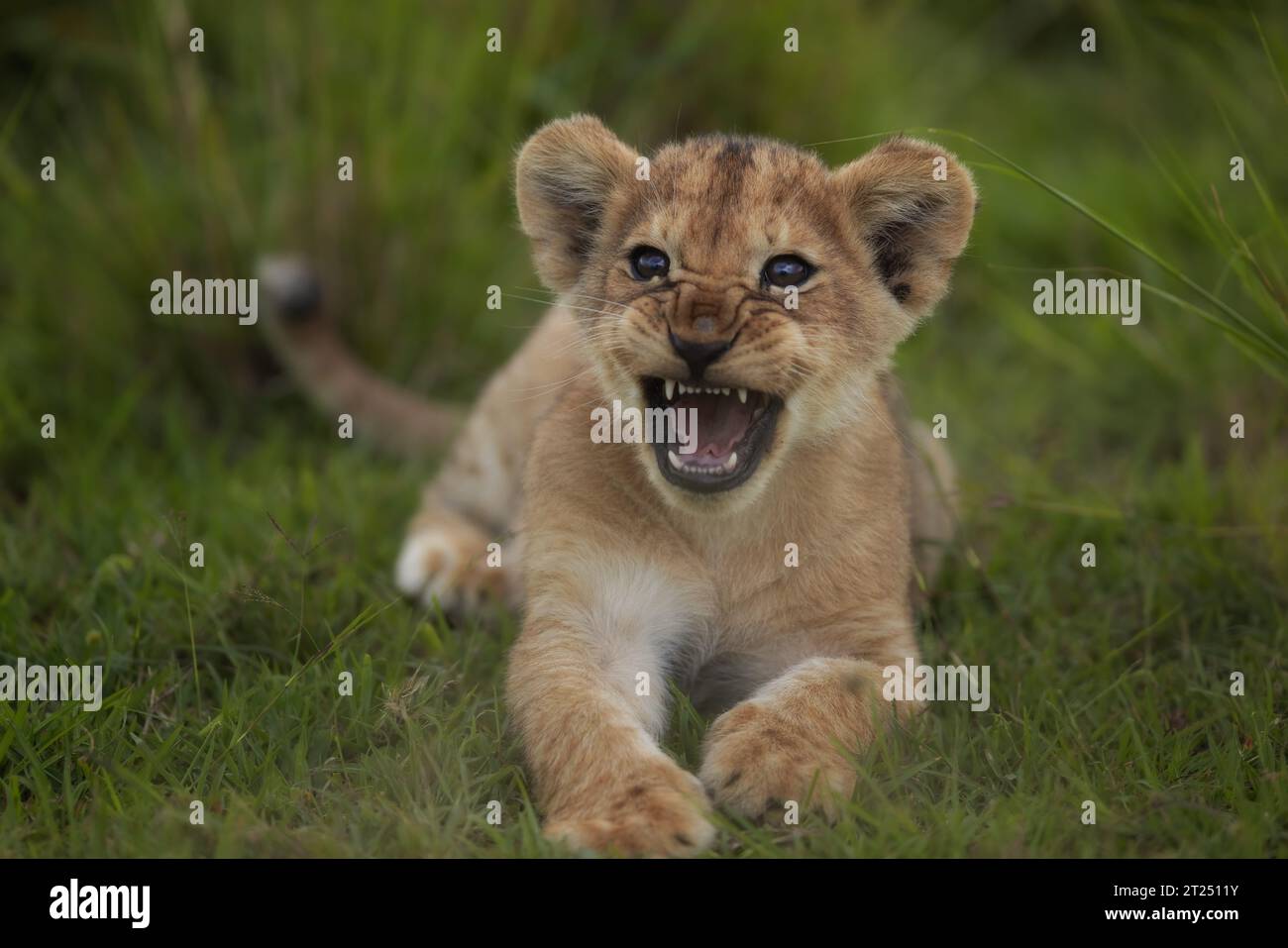 A fearsome roar MASAI MARA RESERVE, KENYA ADORABLE IMAGES of eight-week ...