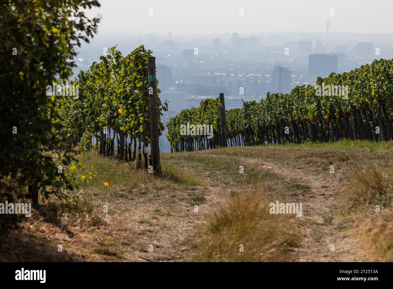Hiking in the Vienna Woods wine region near the Austrian capital city ...
