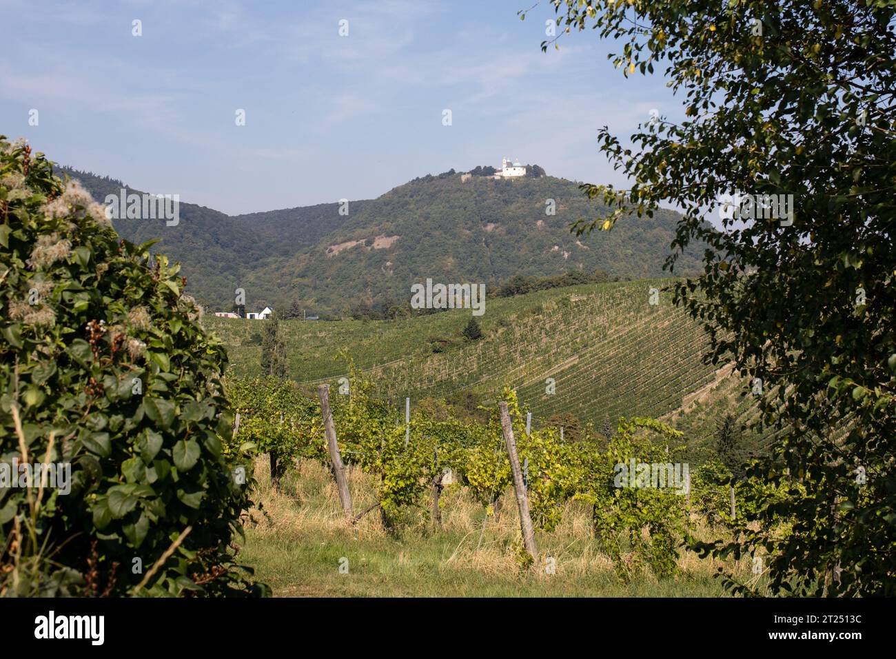 Hiking in the Vienna Woods wine region near the Austrian capital city ...