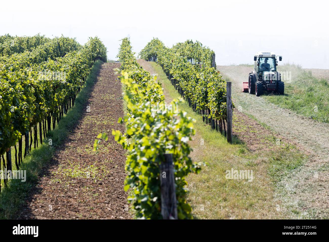 Hiking in the Vienna Woods wine region near the Austrian capital city ...