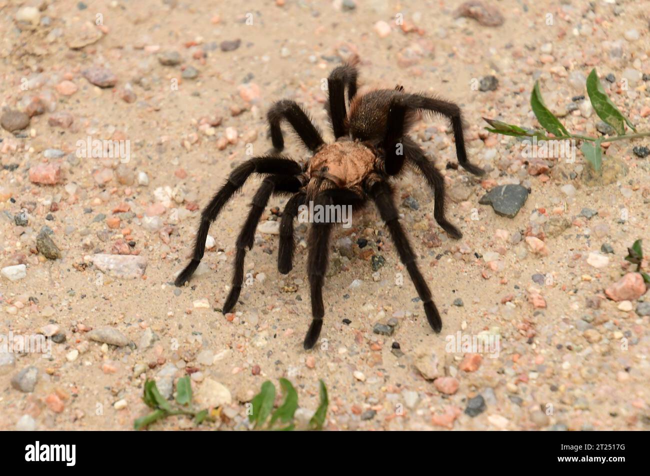 male oklahoma brown tarantula during annual fall tarantula trek in ...