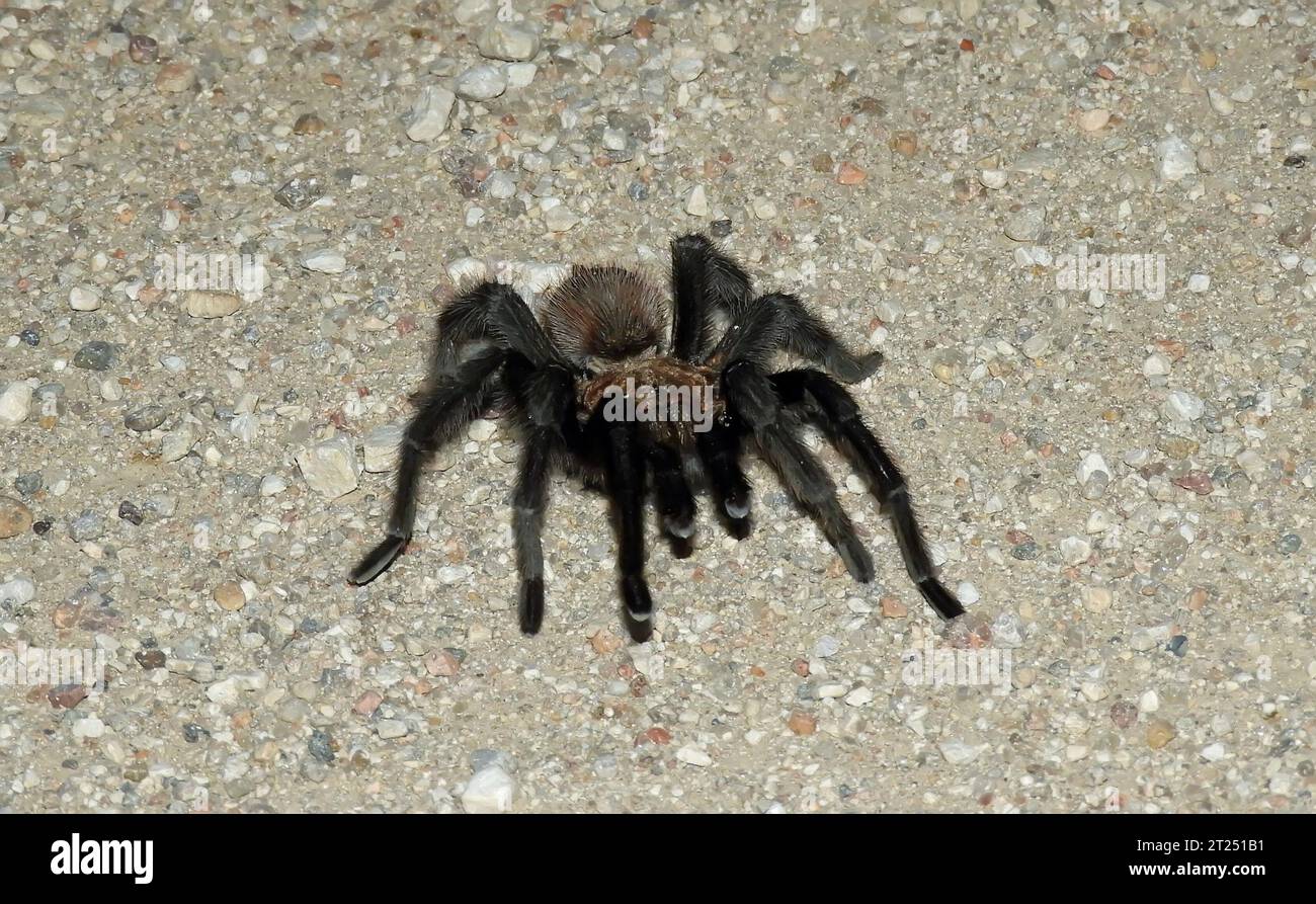 male oklahoma brown tarantula during annual fall tarantula trek in ...