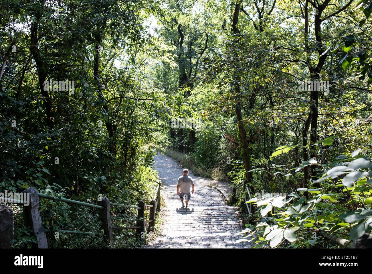 Hiking in the Vienna Woods wine region near the Austrian capital city ...
