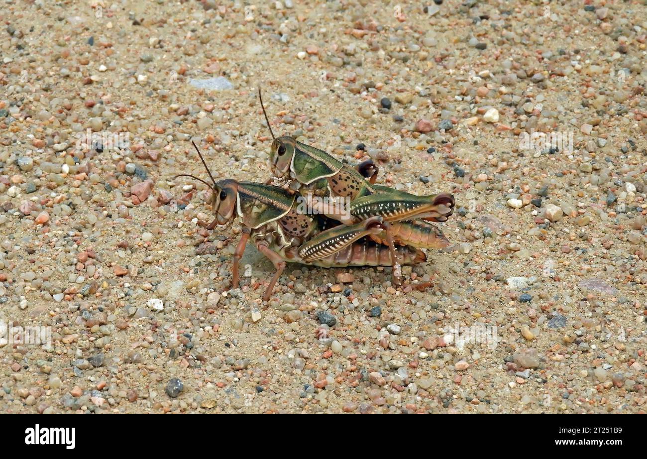 Lubber grasshoppers hi-res stock photography and images - Alamy