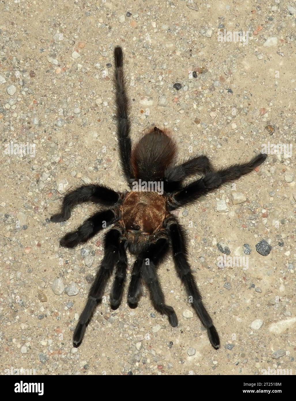 Missouri tarantula hi-res stock photography and images - Alamy