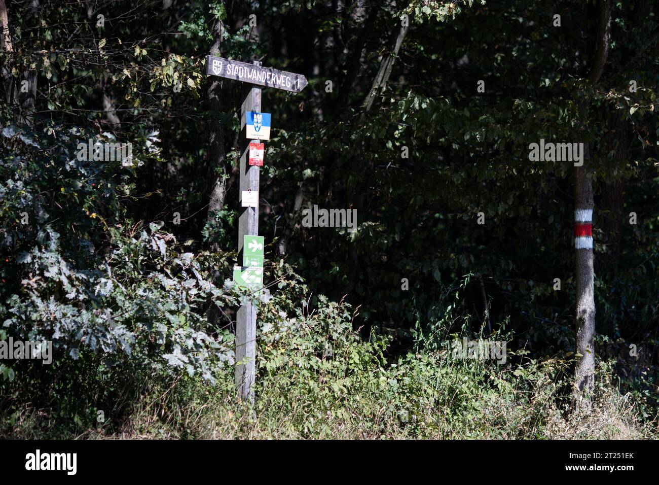 Hiking in the Vienna Woods wine region near the Austrian capital city ...