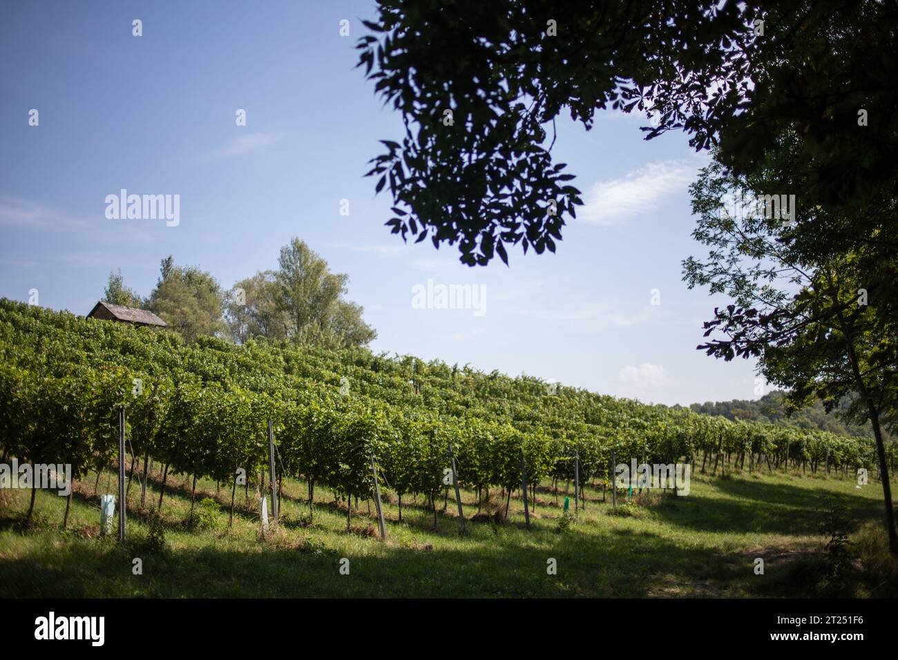 Hiking in the Vienna Woods wine region near the Austrian capital city ...