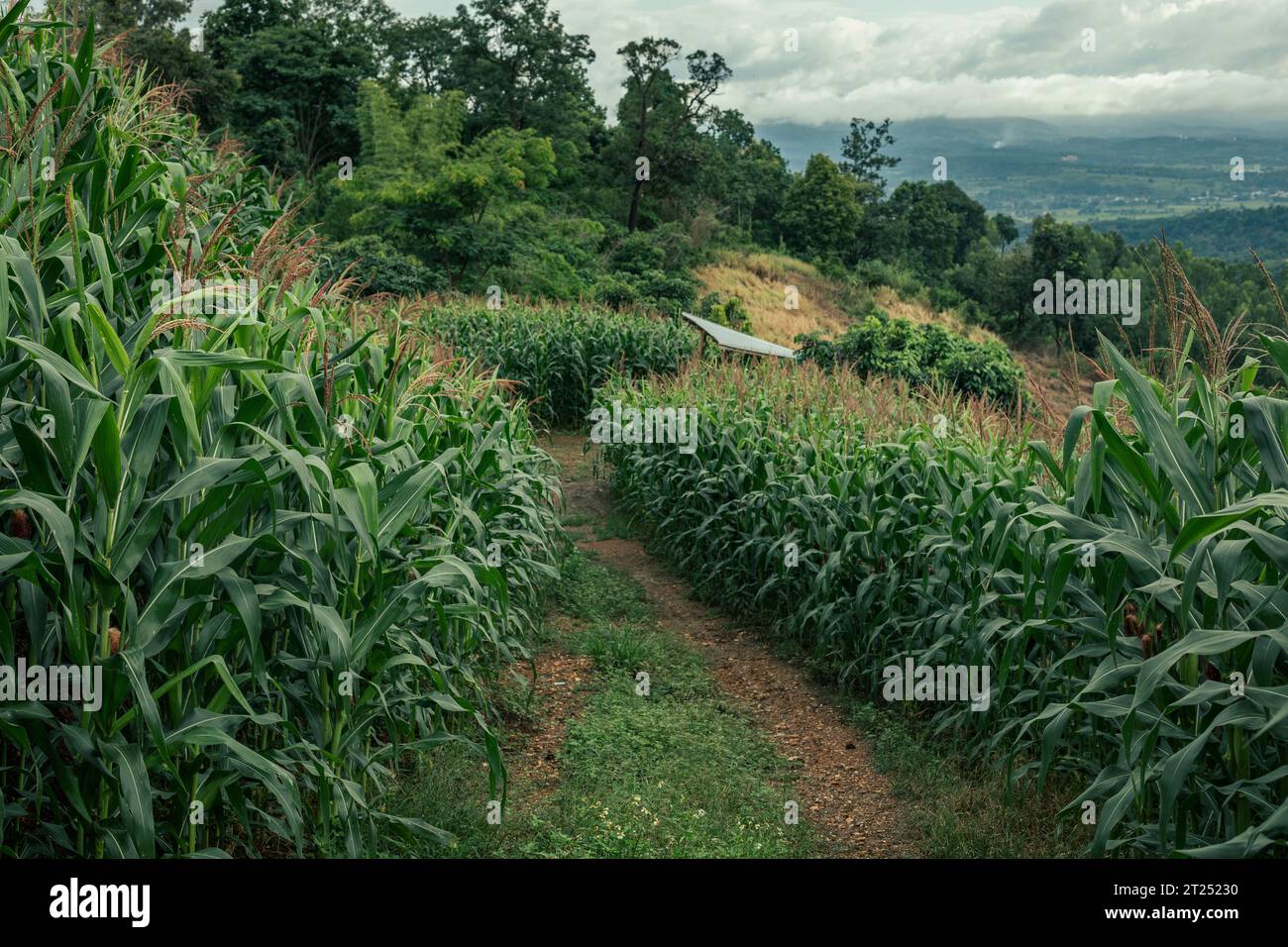Wide shot of corn field on farm in Mae Suai district of Chiang Rai ...