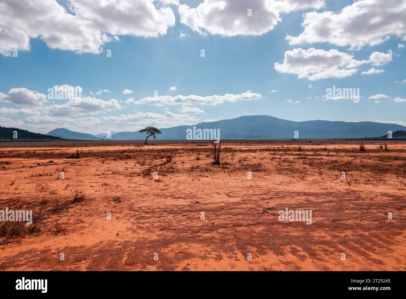 Acaia trees hi-res stock photography and images - Alamy