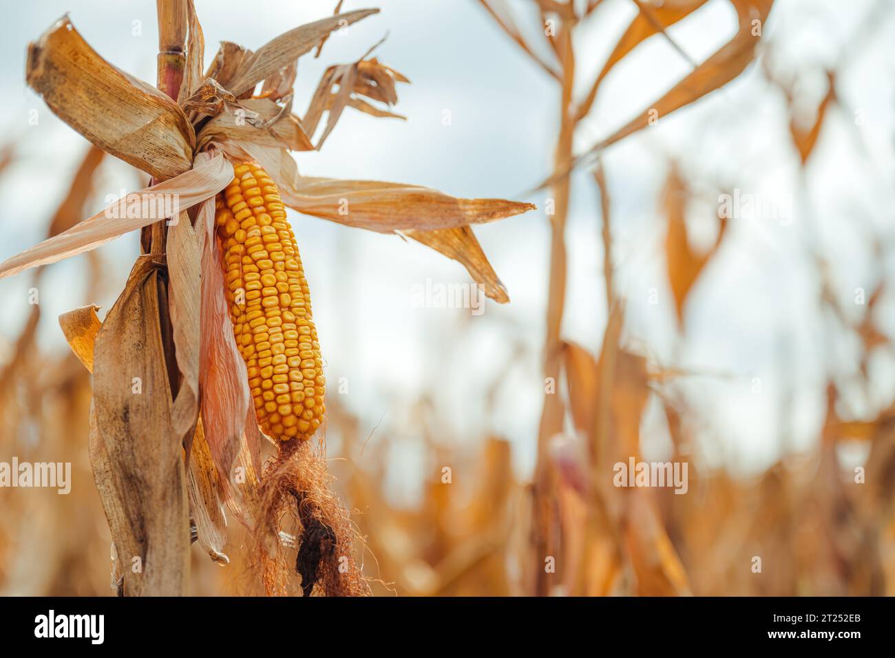 Ripe corn on the cob on maize crop stalk in autumn ready for harvest ...