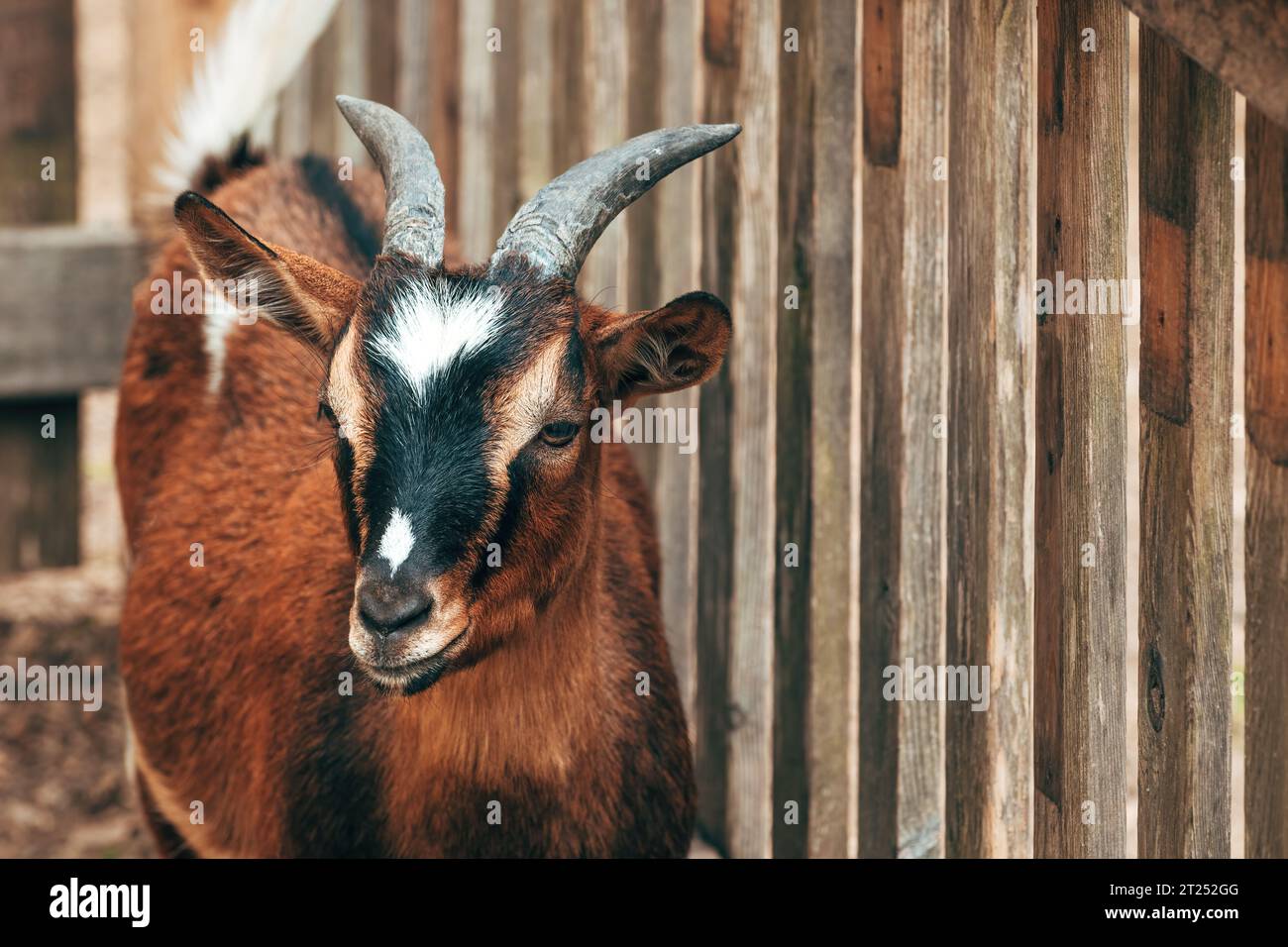 African goat in farm pen, selective focus Stock Photo - Alamy