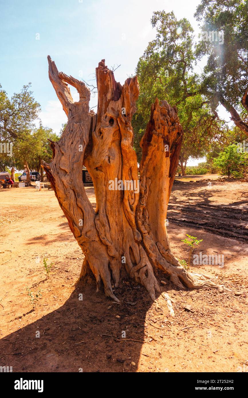 Plant leaf growing from a cut tree hi-res stock photography and images ...