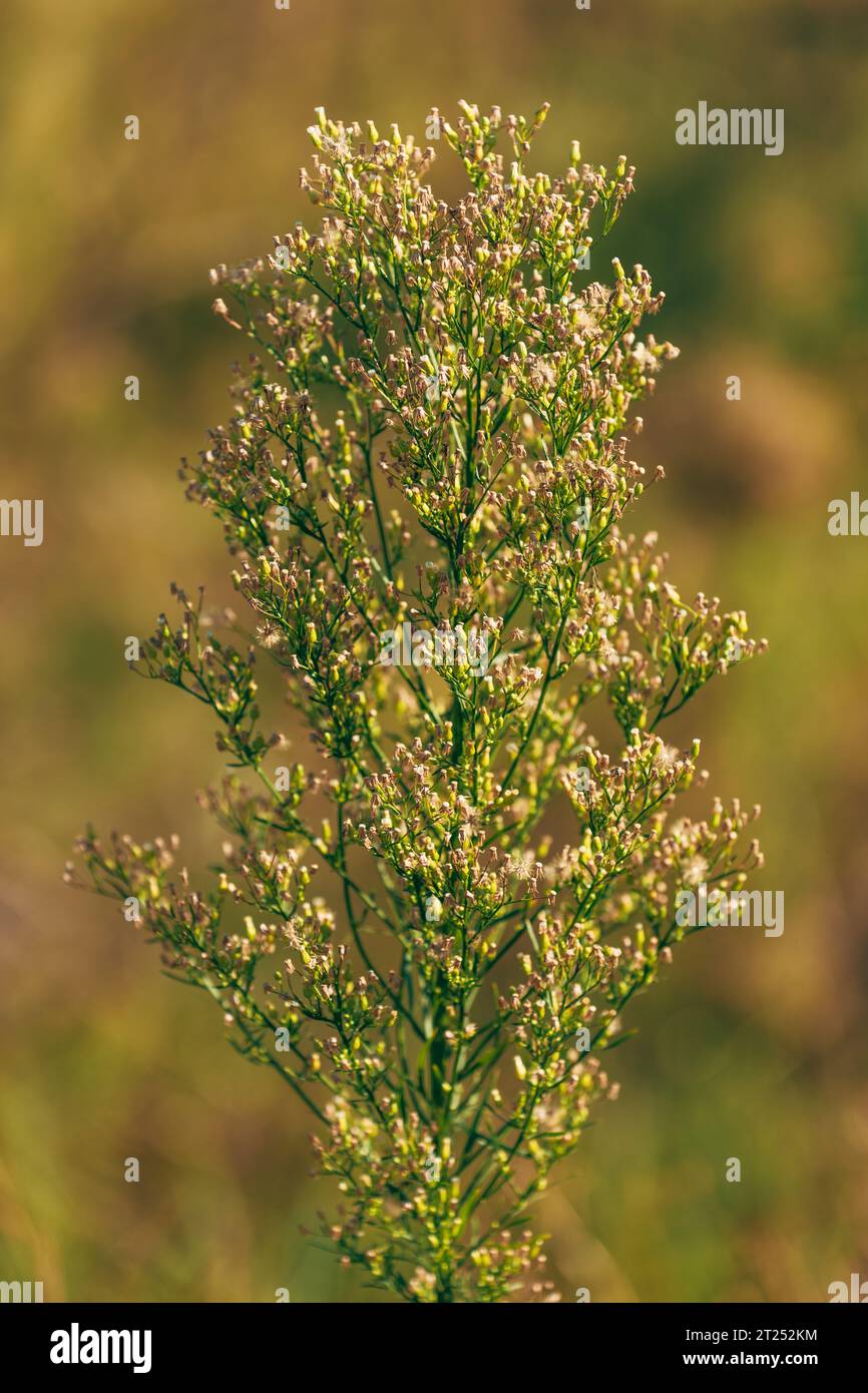 Horseweed plant (Erigeron canadensis) also known as coltstail ...