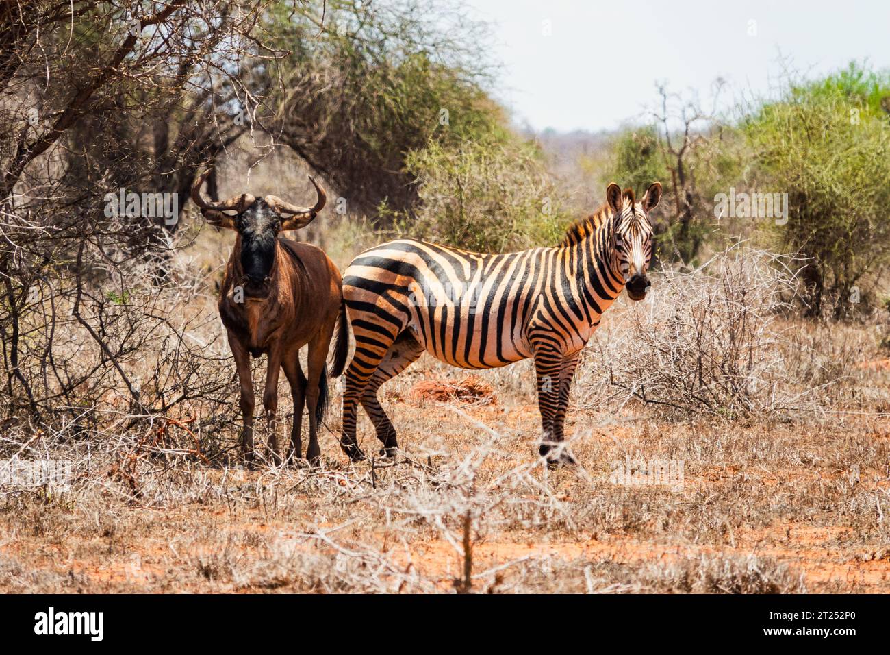 A wildebeast and a Zebra standing below an acacia tree in Tsavo East ...