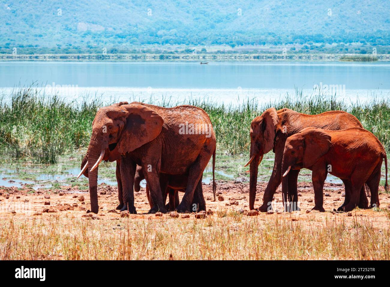 A herd of African Elephants covered in red mud at Lake Jipe in Tsavo ...