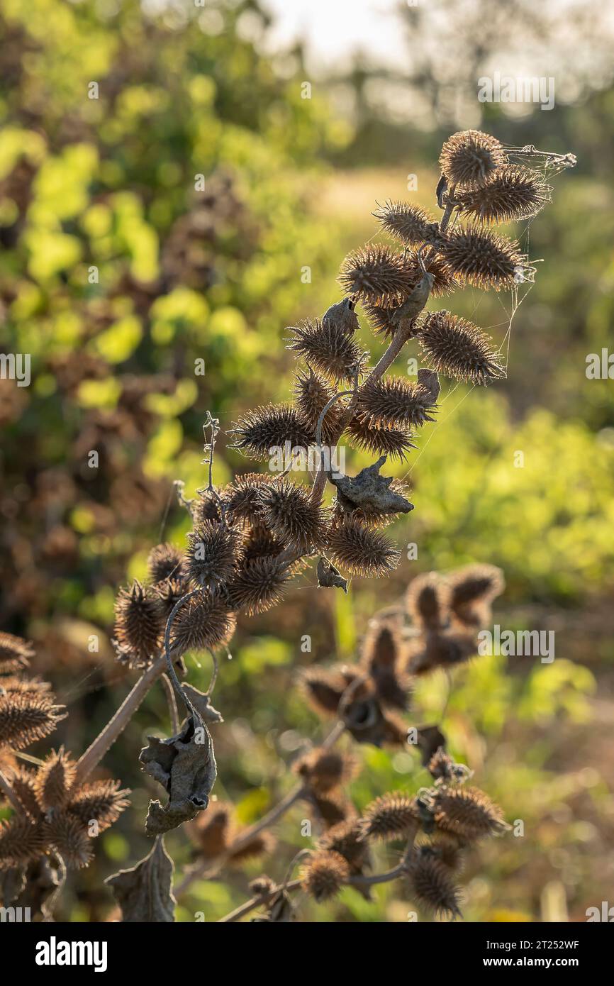 A detail of a Xanthium plant also known as common cocklebur during the ...