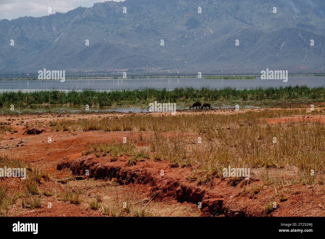 A waterbuck grazing in the wild at Lake Jipe in Tsavo West National ...